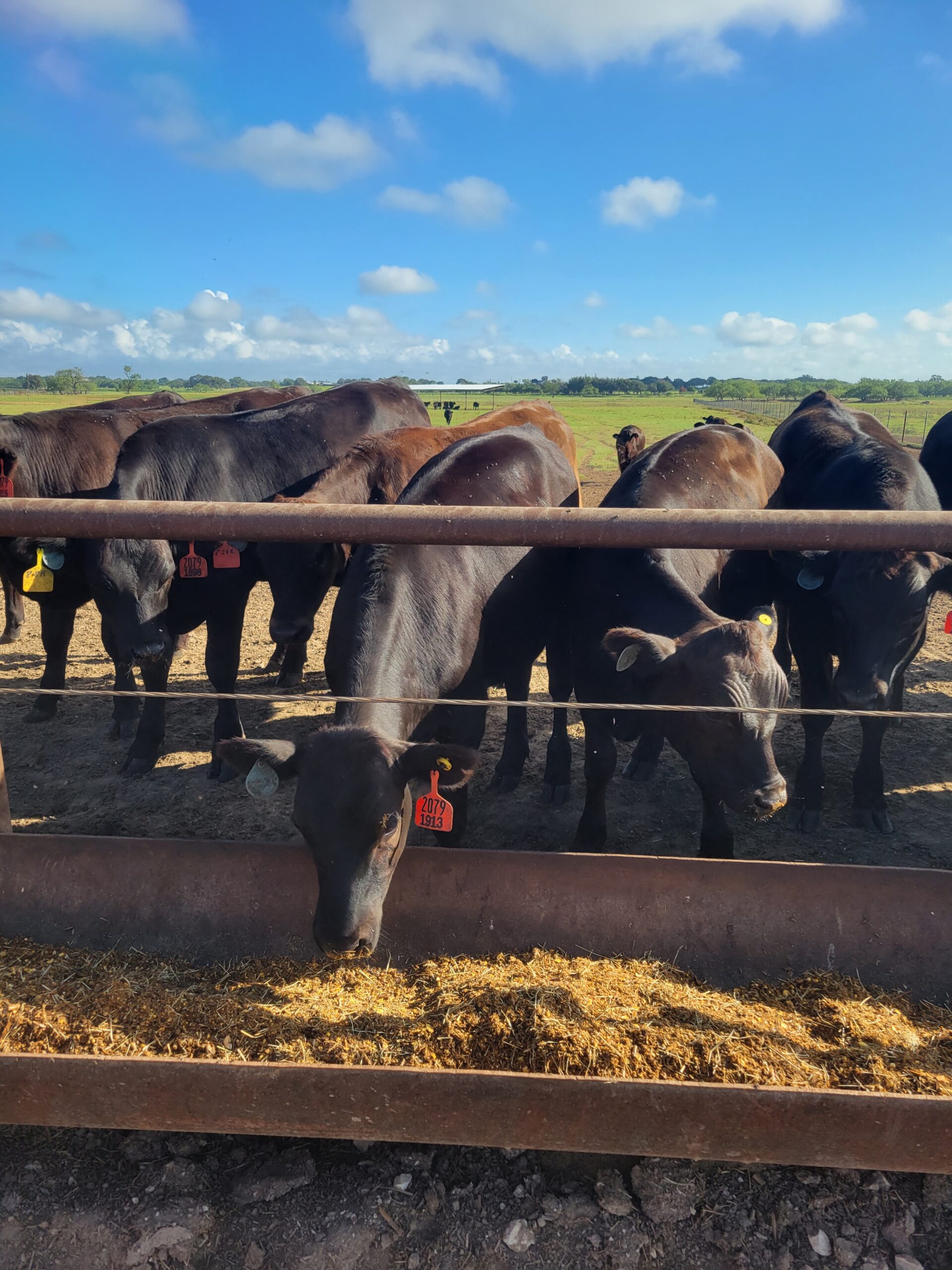 What’s the Difference Between Grass-Finished and Grain-Finished Beef ...